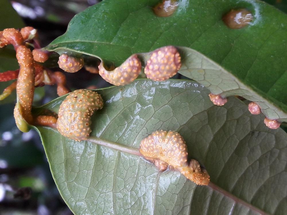 蕈哥菇妹園地(The Forum of Fungi) | putting Taiwan Fungi on the map