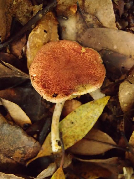 蕈哥菇妹園地(The Forum of Fungi) | putting Taiwan Fungi on the map