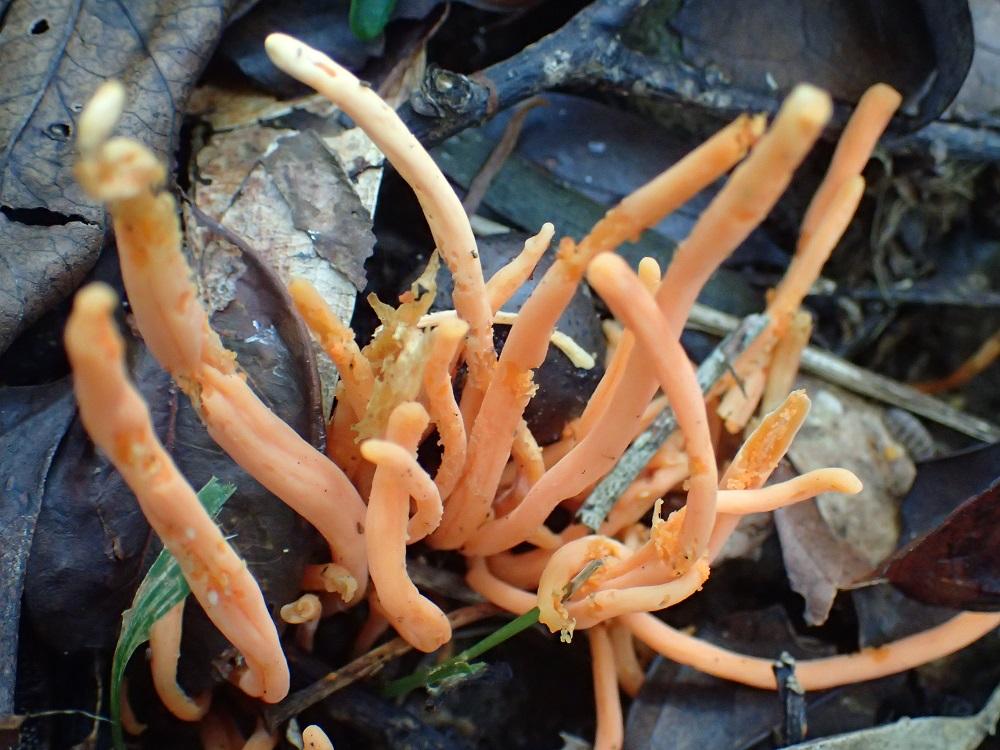 蕈哥菇妹園地(The Forum of Fungi) | putting Taiwan Fungi on the map