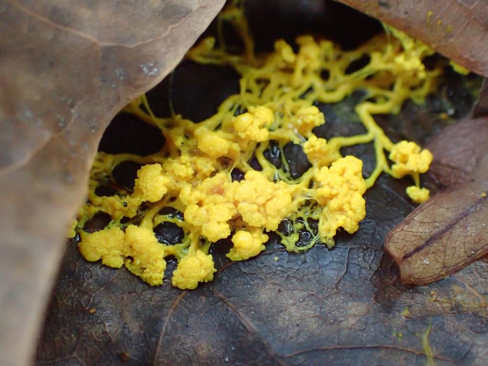 蕈哥菇妹園地(The Forum of Fungi) | putting Taiwan Fungi on the map