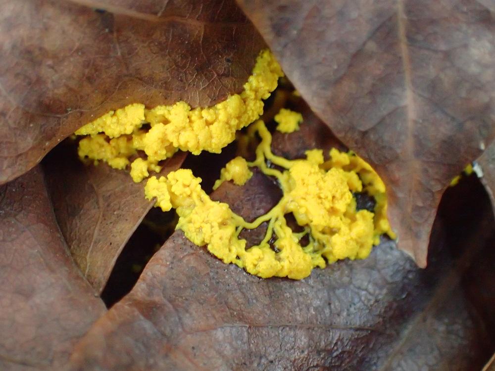 蕈哥菇妹園地(The Forum of Fungi) | putting Taiwan Fungi on the map