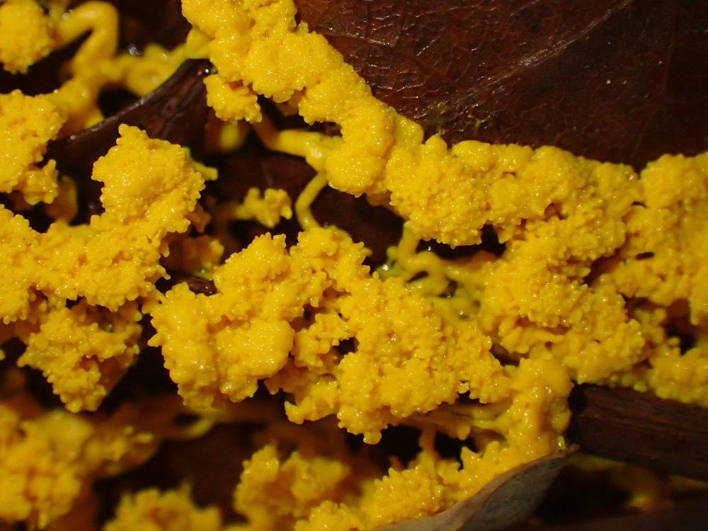 蕈哥菇妹園地(The Forum of Fungi) | putting Taiwan Fungi on the map