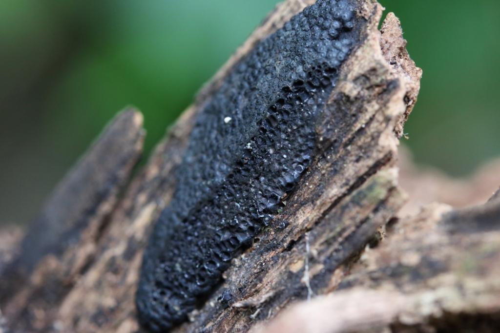 蕈哥菇妹園地(The Forum of Fungi) | putting Taiwan Fungi on the map