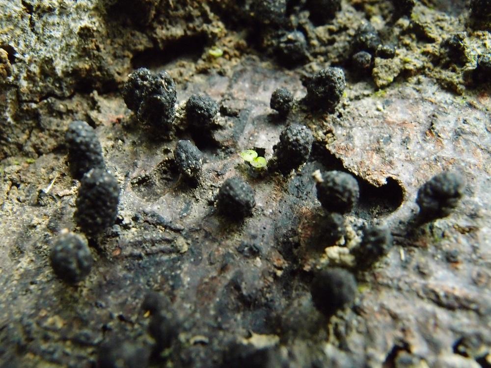 蕈哥菇妹園地(The Forum of Fungi) | putting Taiwan Fungi on the map