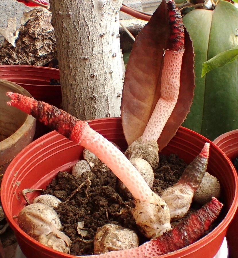 蕈哥菇妹園地(The Forum of Fungi) | putting Taiwan Fungi on the map