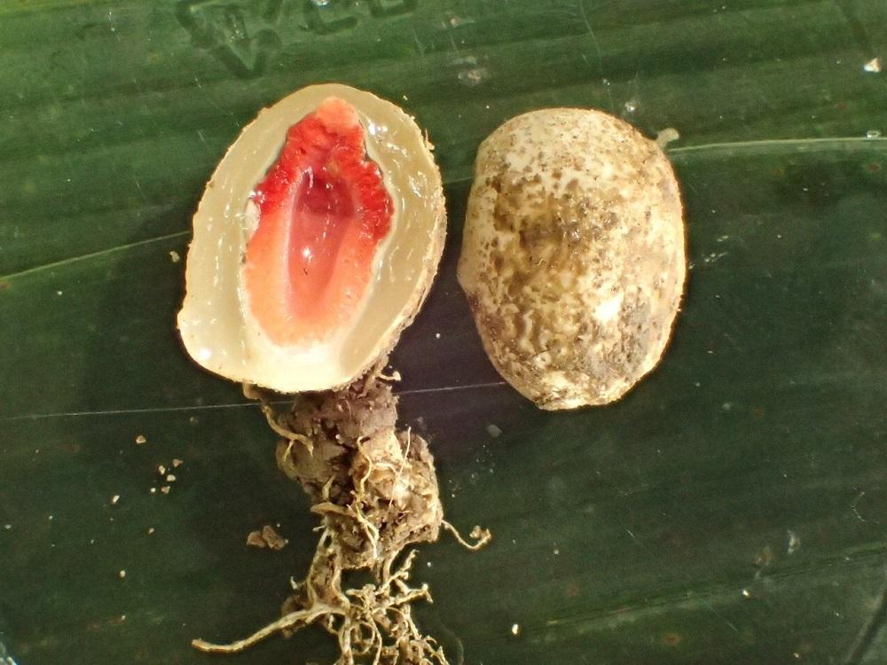 蕈哥菇妹園地(The Forum of Fungi) | putting Taiwan Fungi on the map