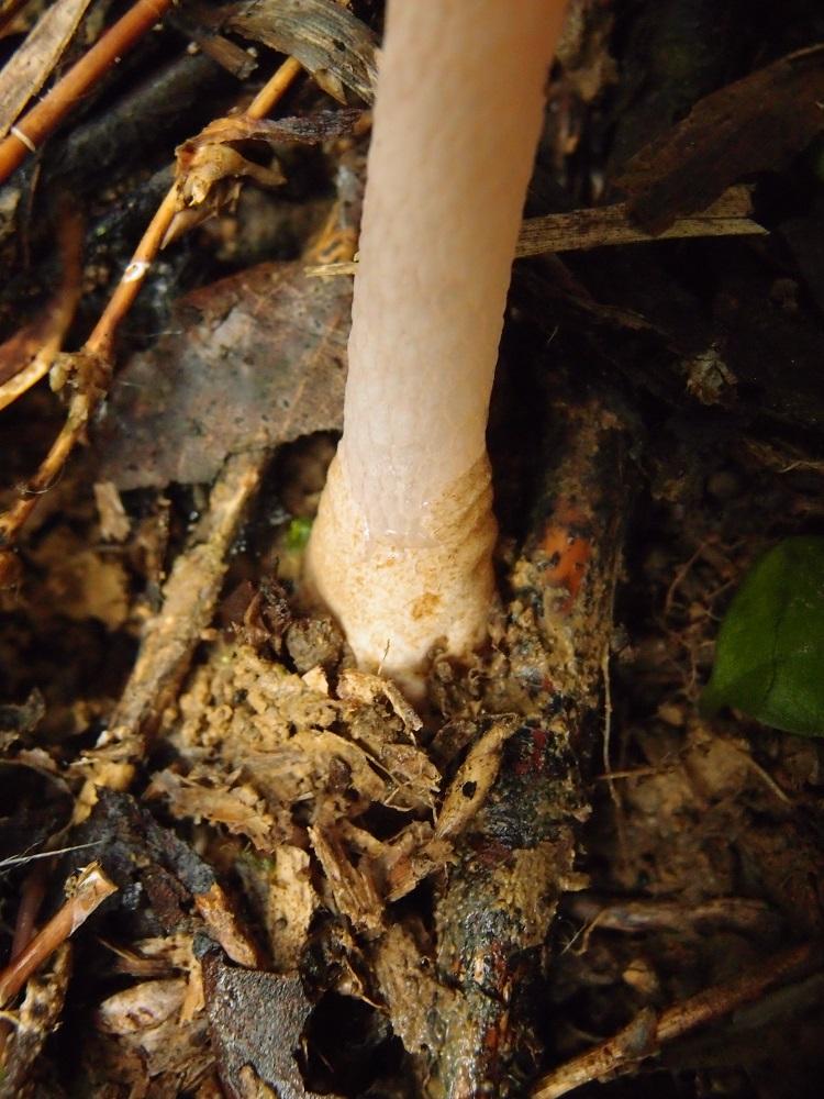 蕈哥菇妹園地(The Forum of Fungi) | putting Taiwan Fungi on the map