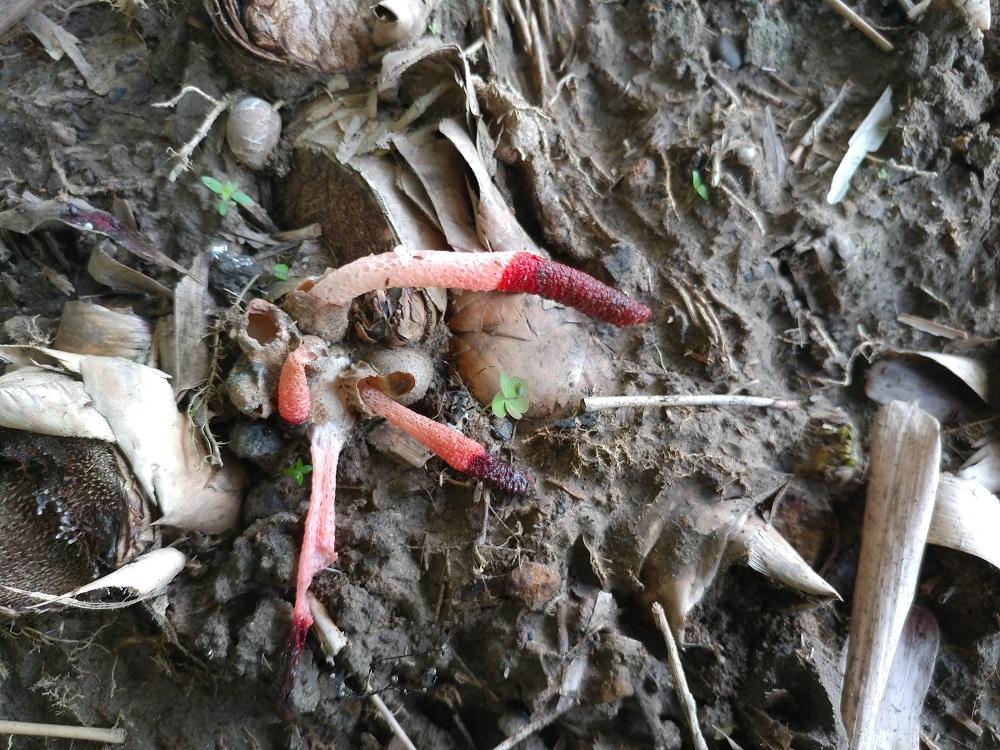 蕈哥菇妹園地(The Forum of Fungi) | putting Taiwan Fungi on the map