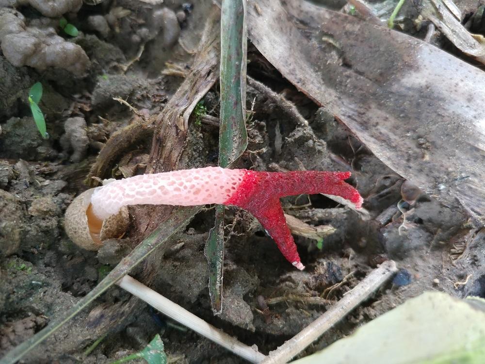蕈哥菇妹園地(The Forum of Fungi) | putting Taiwan Fungi on the map