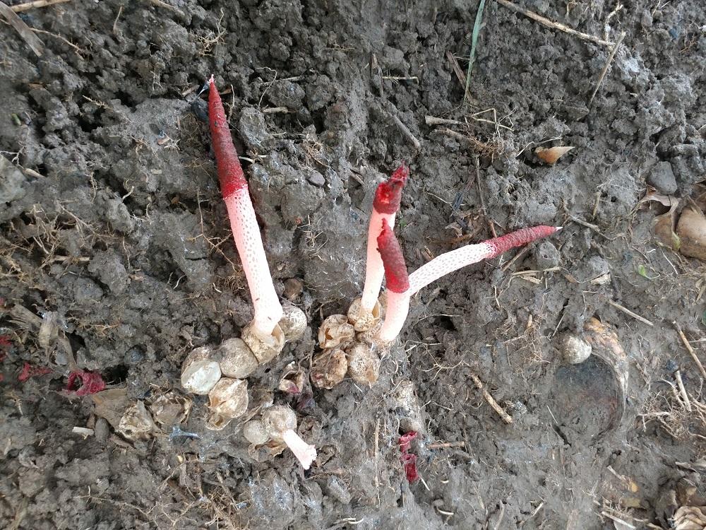 蕈哥菇妹園地(The Forum of Fungi) | putting Taiwan Fungi on the map