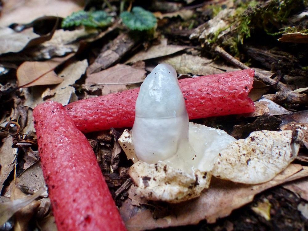 蕈哥菇妹園地(The Forum of Fungi) | putting Taiwan Fungi on the map