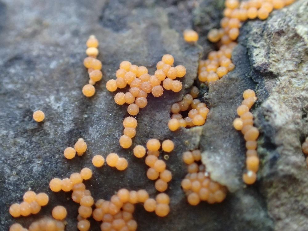 蕈哥菇妹園地(The Forum of Fungi) | putting Taiwan Fungi on the map