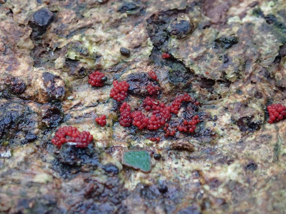 蕈哥菇妹園地(The Forum of Fungi) | putting Taiwan Fungi on the map