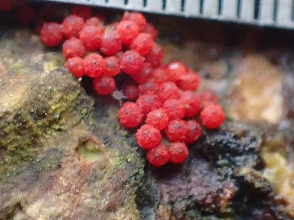 蕈哥菇妹園地(The Forum of Fungi) | putting Taiwan Fungi on the map