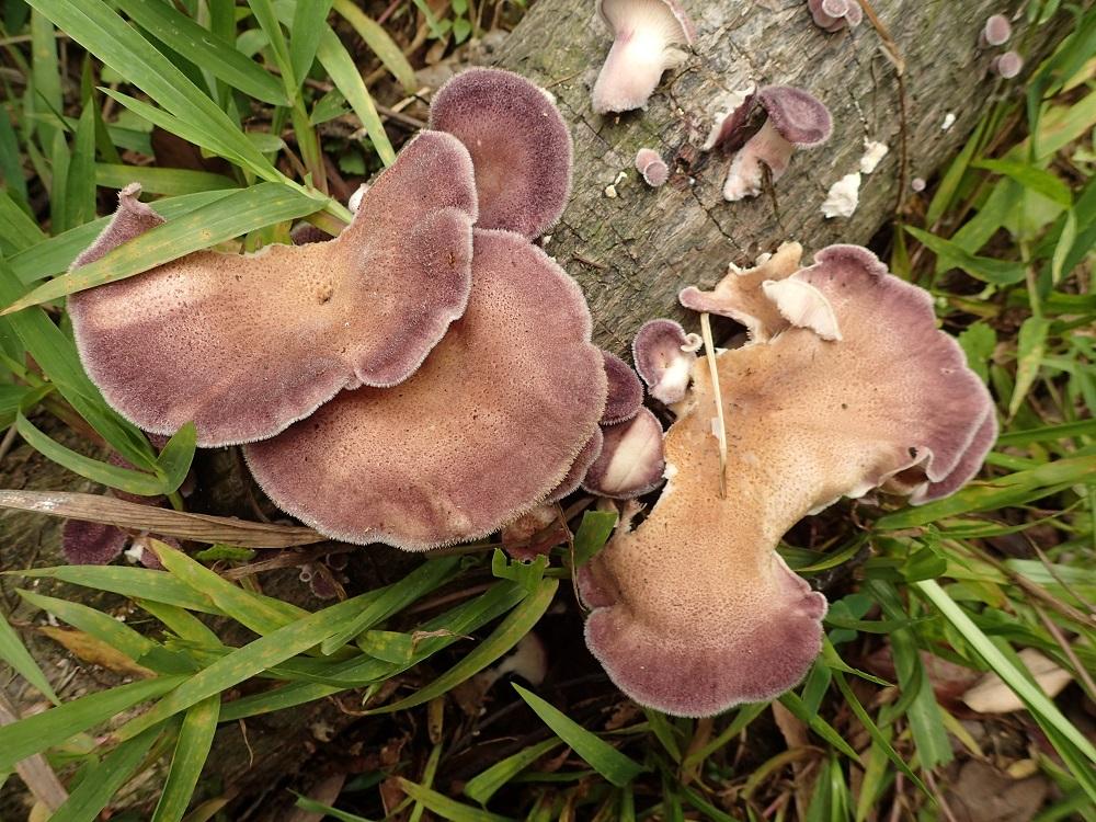 蕈哥菇妹園地(The Forum of Fungi) | putting Taiwan Fungi on the map