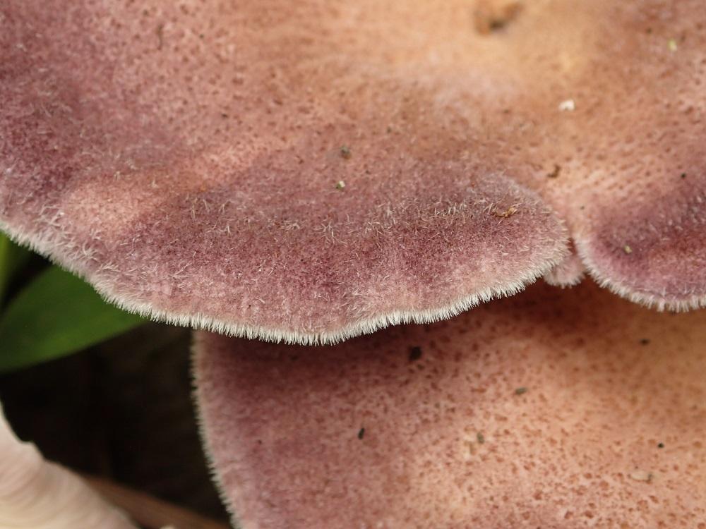 蕈哥菇妹園地(The Forum of Fungi) | putting Taiwan Fungi on the map