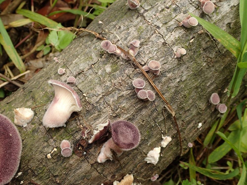 蕈哥菇妹園地(The Forum of Fungi) | putting Taiwan Fungi on the map
