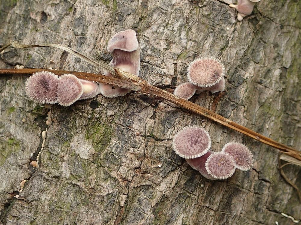 蕈哥菇妹園地(The Forum of Fungi) | putting Taiwan Fungi on the map
