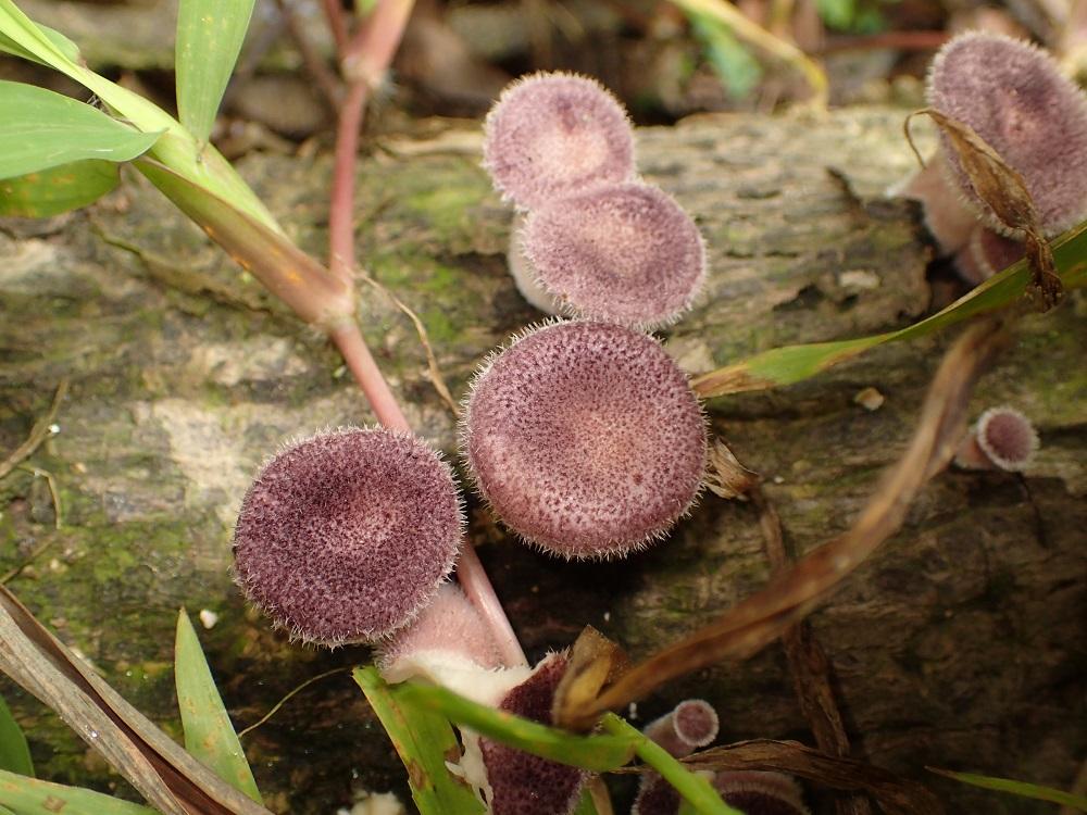 蕈哥菇妹園地(The Forum of Fungi) | putting Taiwan Fungi on the map