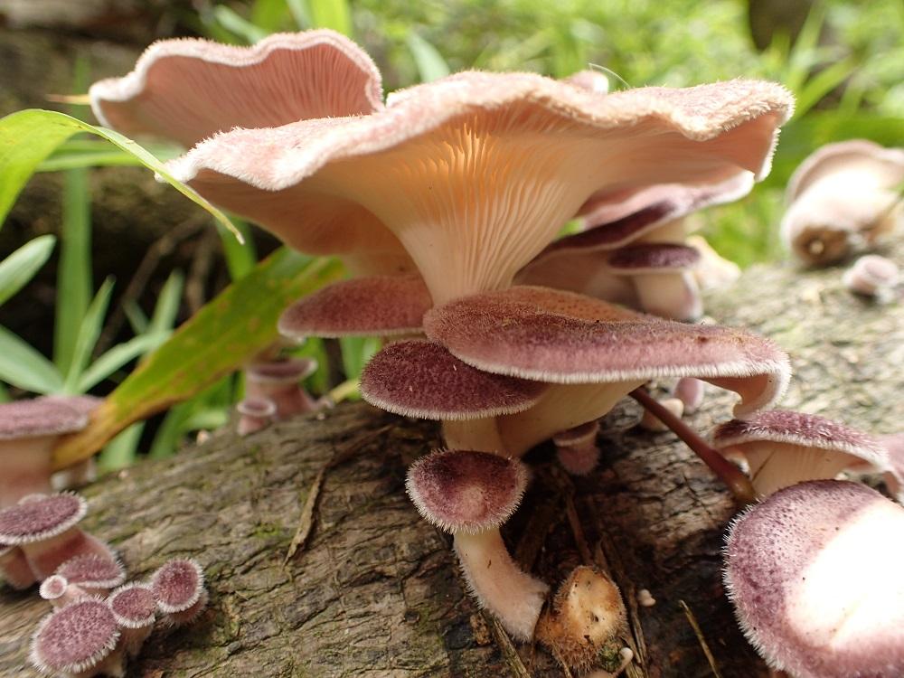 蕈哥菇妹園地(The Forum of Fungi) | putting Taiwan Fungi on the map