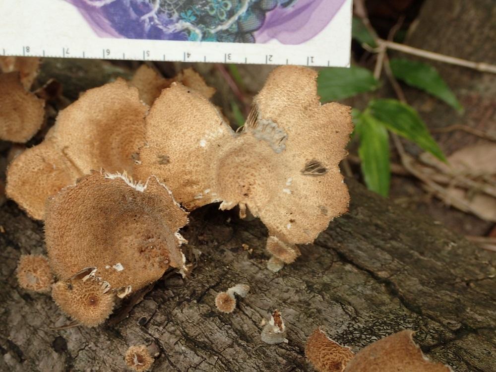 蕈哥菇妹園地(The Forum of Fungi) | putting Taiwan Fungi on the map