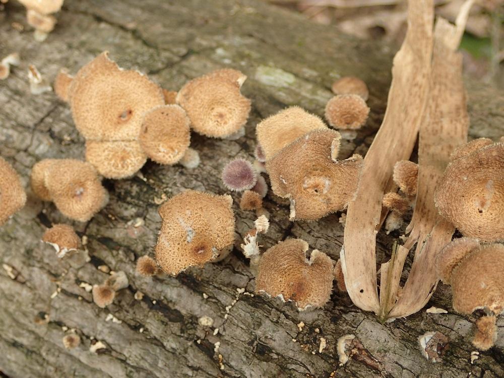 蕈哥菇妹園地(The Forum of Fungi) | putting Taiwan Fungi on the map