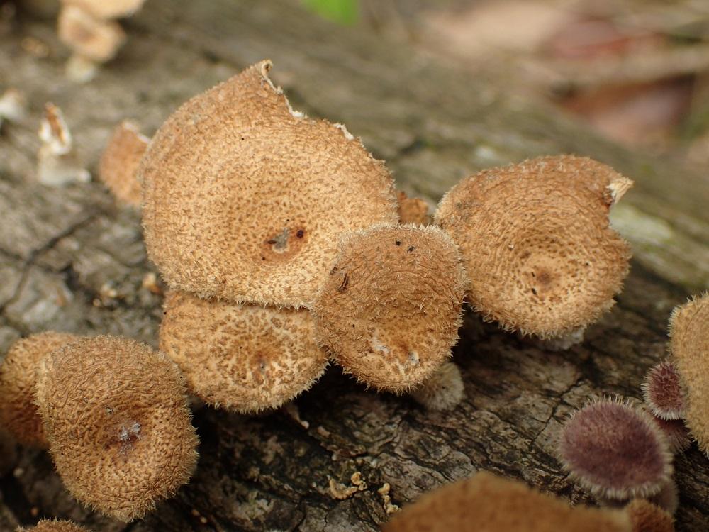 蕈哥菇妹園地(The Forum of Fungi) | putting Taiwan Fungi on the map