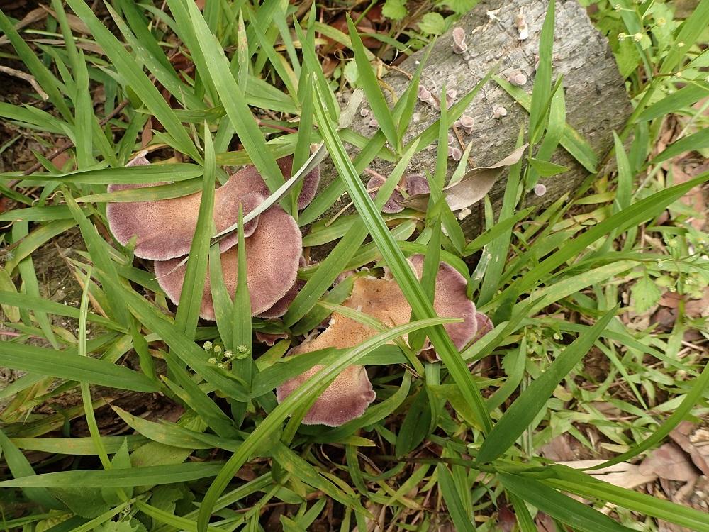 蕈哥菇妹園地(The Forum of Fungi) | putting Taiwan Fungi on the map