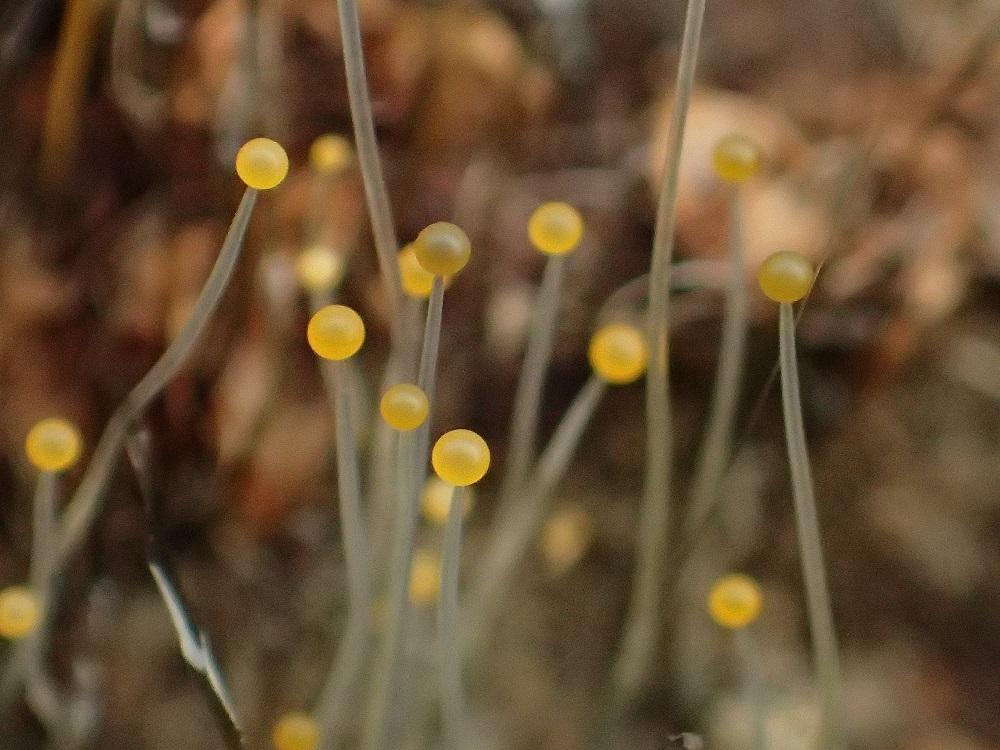 蕈哥菇妹園地(The Forum of Fungi) | putting Taiwan Fungi on the map
