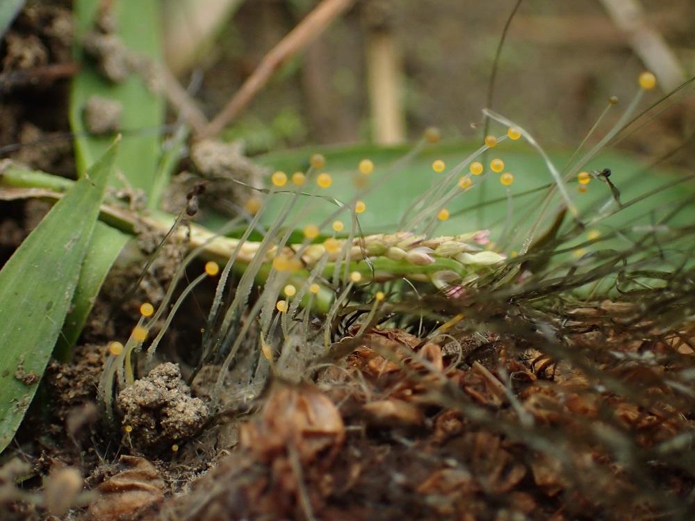 蕈哥菇妹園地(The Forum of Fungi) | putting Taiwan Fungi on the map