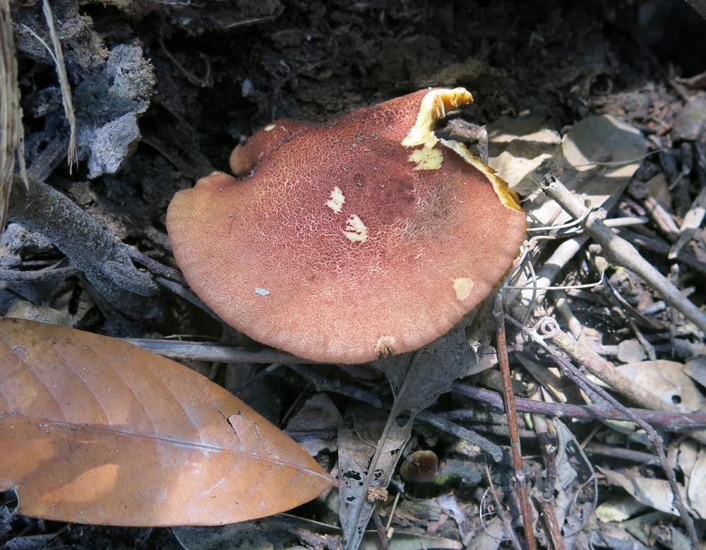 蕈哥菇妹園地(The Forum of Fungi) | putting Taiwan Fungi on the map