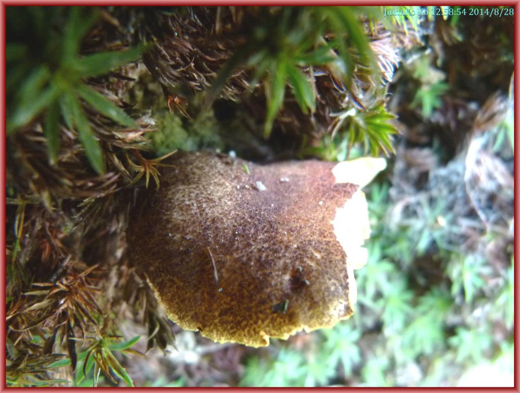 蕈哥菇妹園地(The Forum of Fungi) | putting Taiwan Fungi on the map