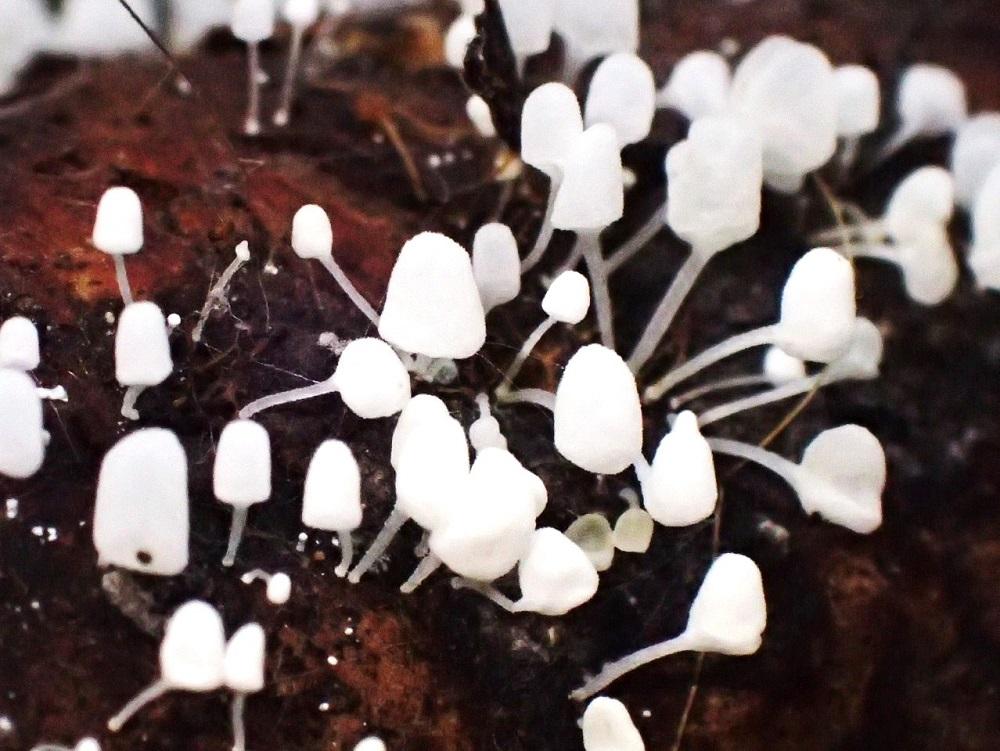 蕈哥菇妹園地(The Forum of Fungi) | putting Taiwan Fungi on the map