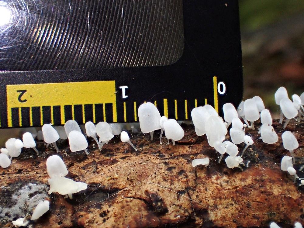 蕈哥菇妹園地(The Forum of Fungi) | putting Taiwan Fungi on the map