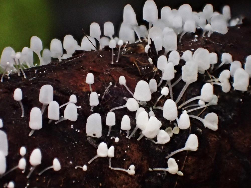 蕈哥菇妹園地(The Forum of Fungi) | putting Taiwan Fungi on the map