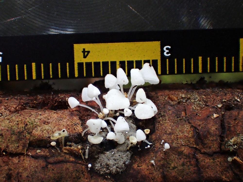 蕈哥菇妹園地(The Forum of Fungi) | putting Taiwan Fungi on the map