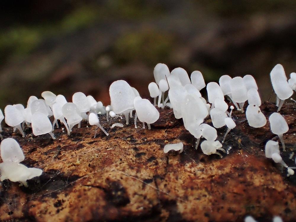 蕈哥菇妹園地(The Forum of Fungi) | putting Taiwan Fungi on the map