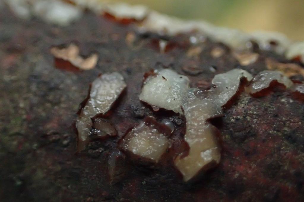 蕈哥菇妹園地(The Forum of Fungi) | putting Taiwan Fungi on the map