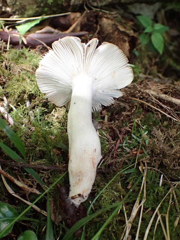 蕈哥菇妹園地(The Forum of Fungi) | putting Taiwan Fungi on the map