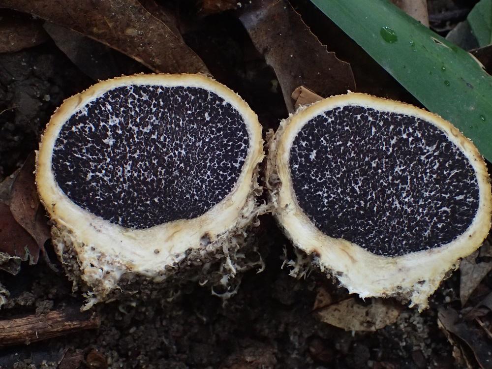 蕈哥菇妹園地(The Forum of Fungi) | putting Taiwan Fungi on the map