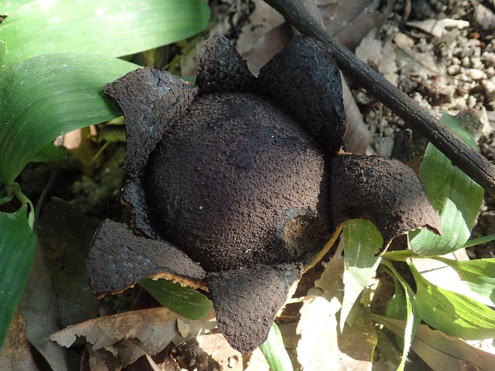 蕈哥菇妹園地(The Forum of Fungi) | putting Taiwan Fungi on the map