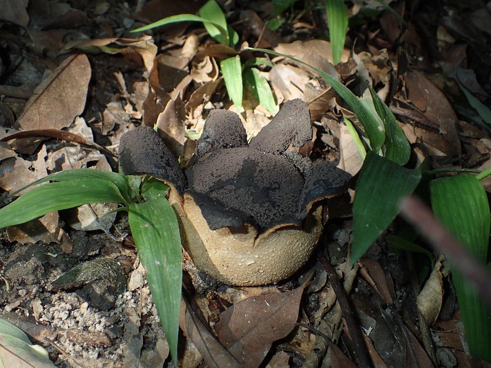 蕈哥菇妹園地(The Forum of Fungi) | putting Taiwan Fungi on the map
