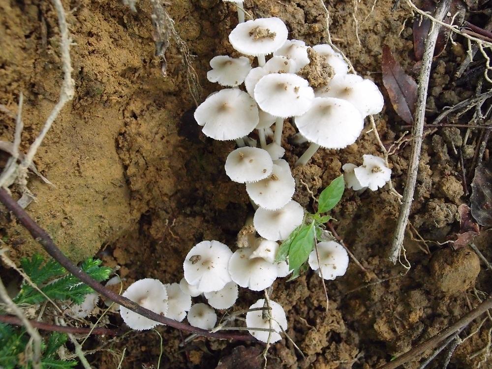 蕈哥菇妹園地(The Forum of Fungi) | putting Taiwan Fungi on the map